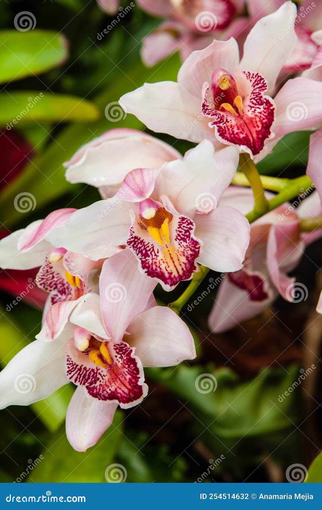 Closeup of One of the Beautiful Colombian Orchids Stock Photo - Image ...