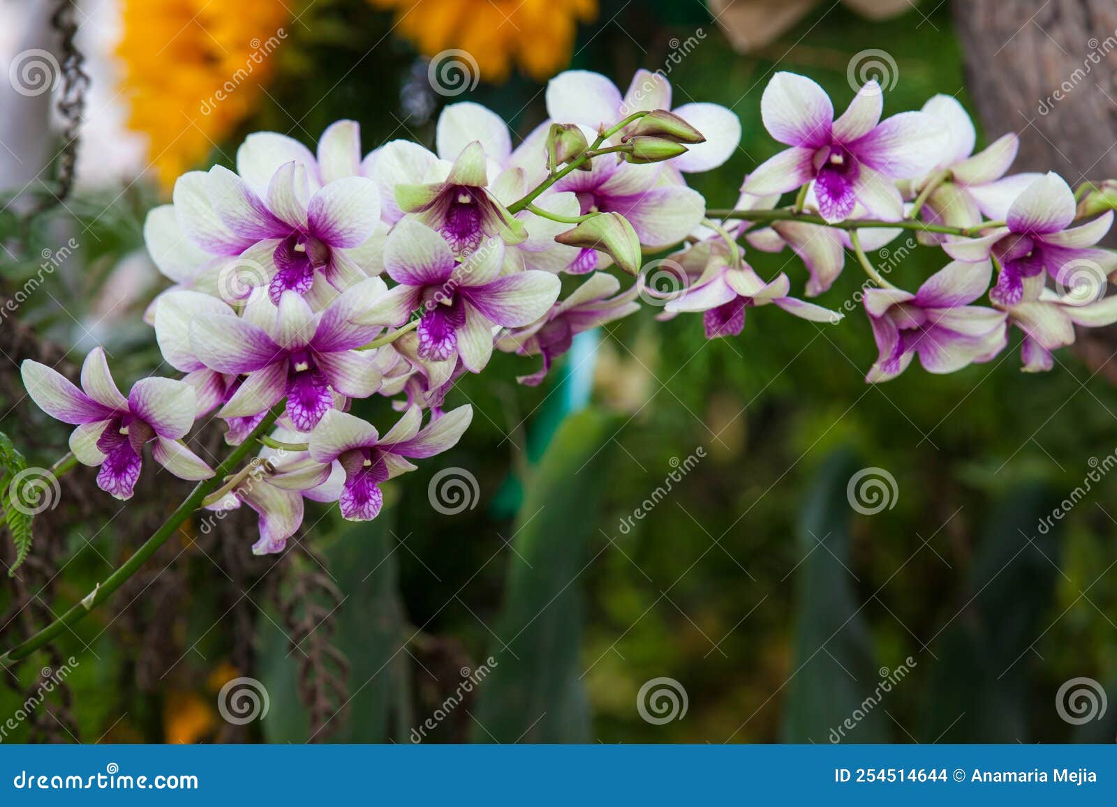 Closeup of One of the Beautiful Colombian Orchids Stock Photo - Image ...