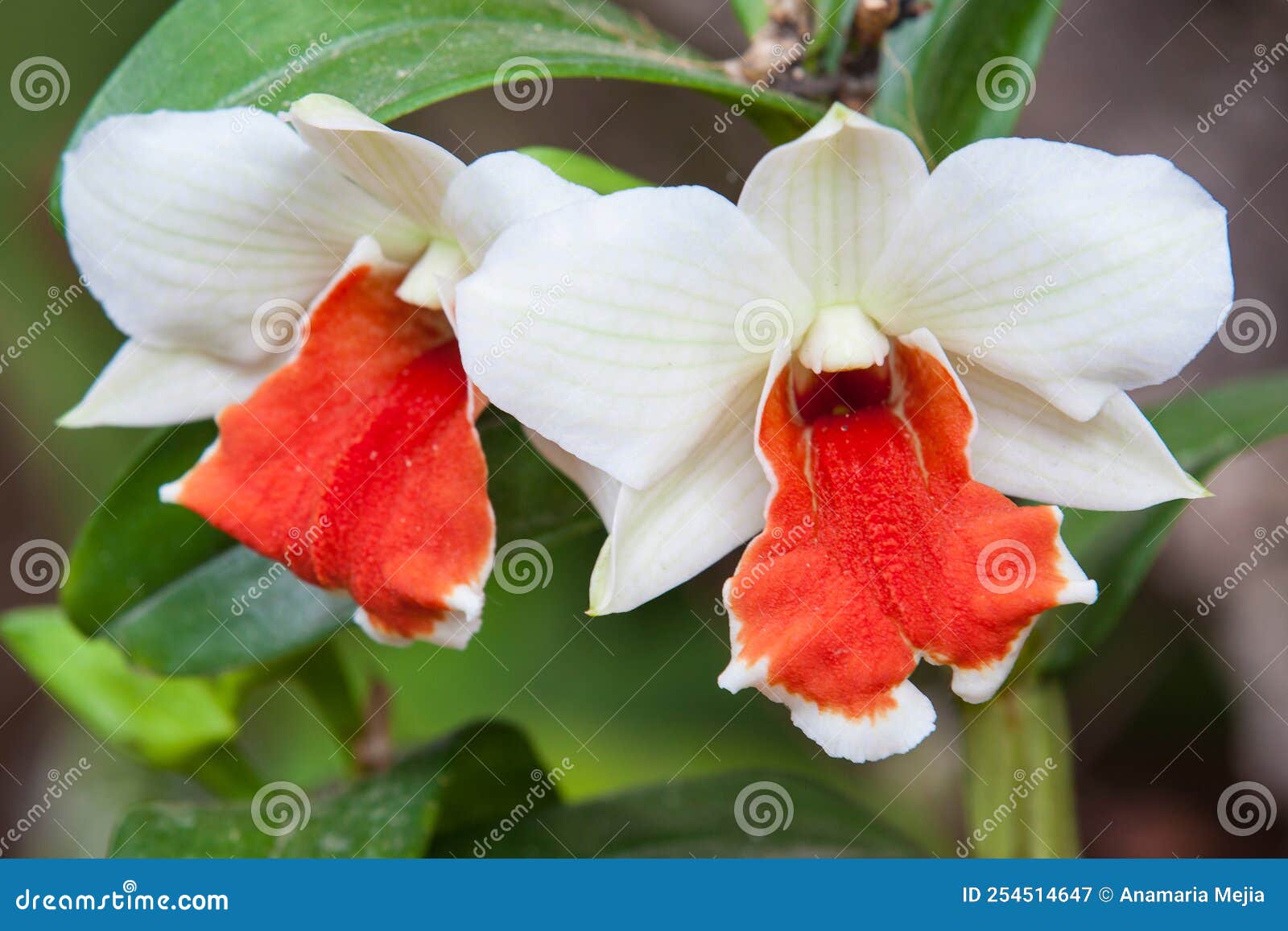 Closeup of One of the Beautiful Colombian Orchids Stock Image - Image ...