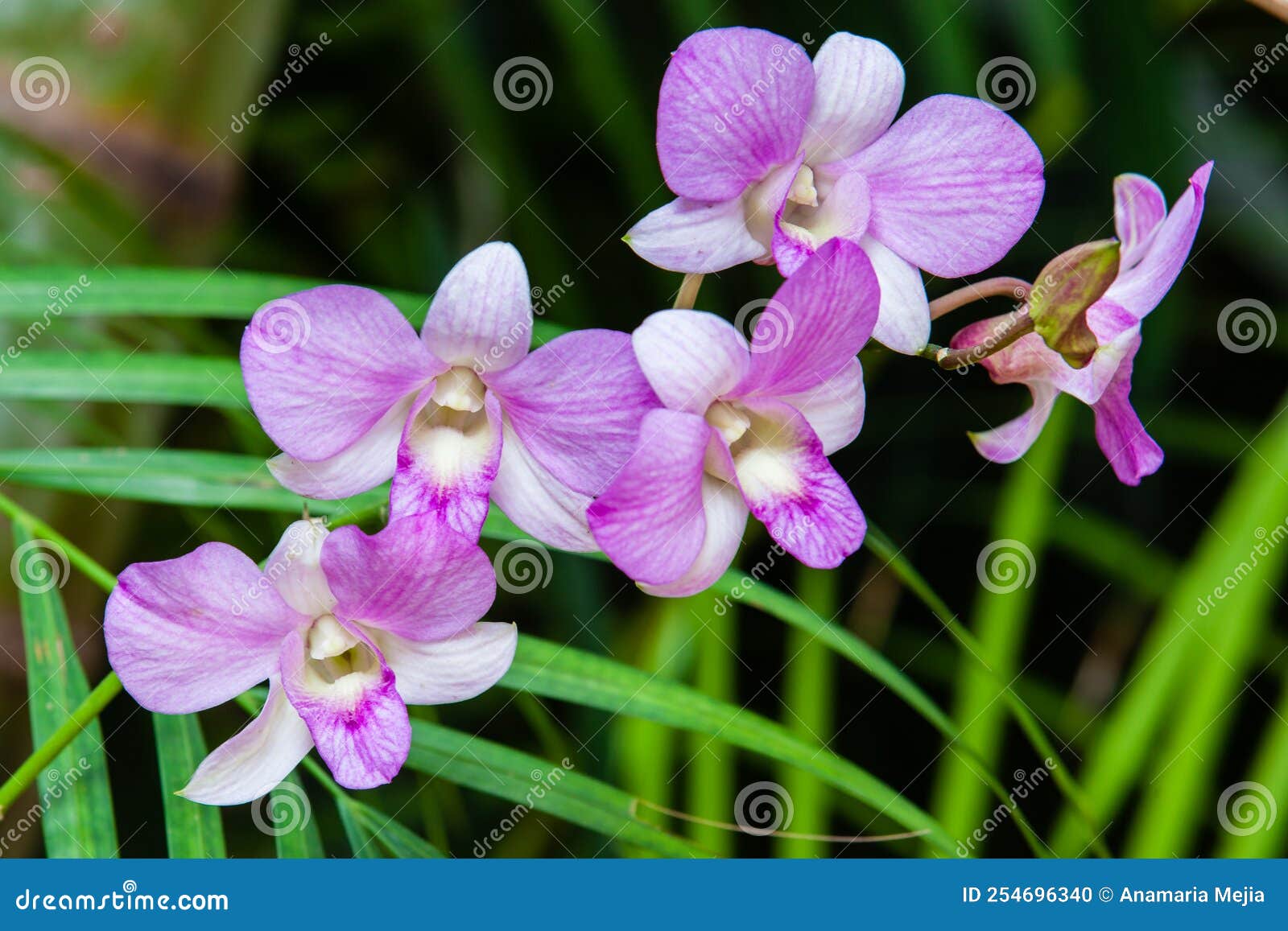 Closeup of One of the Beautiful Colombian Orchids Stock Photo - Image ...