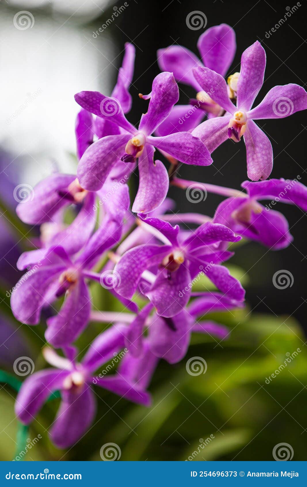 Closeup of One of the Beautiful Colombian Orchids Stock Image - Image ...