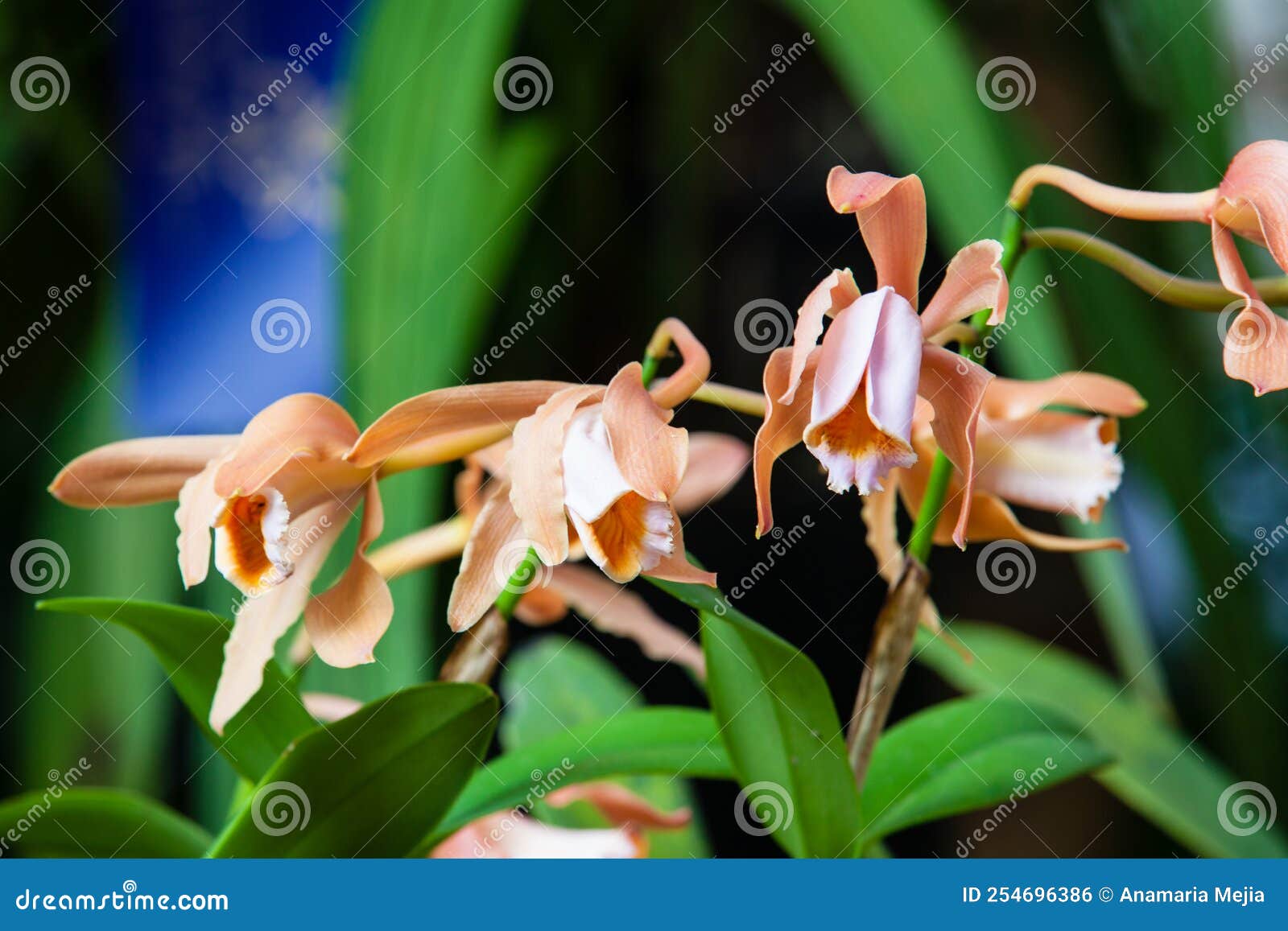 Closeup of One of the Beautiful Colombian Orchids Stock Photo - Image ...