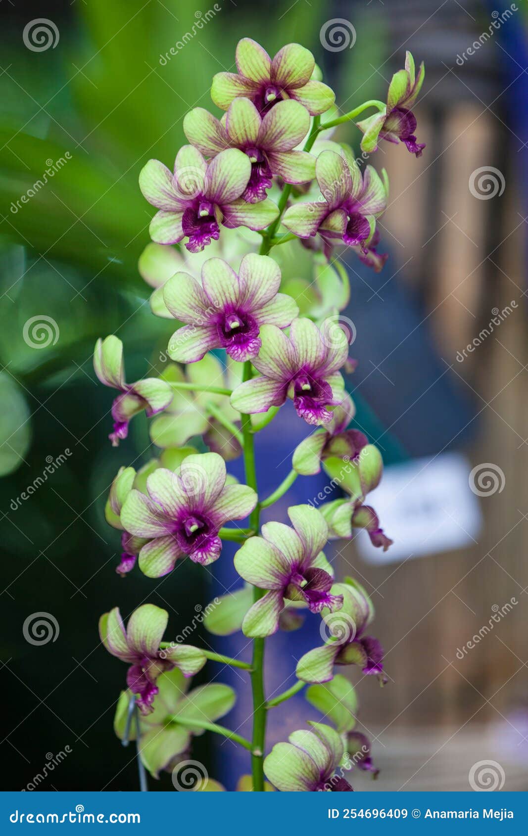 Closeup of One of the Beautiful Colombian Orchids Stock Image - Image ...
