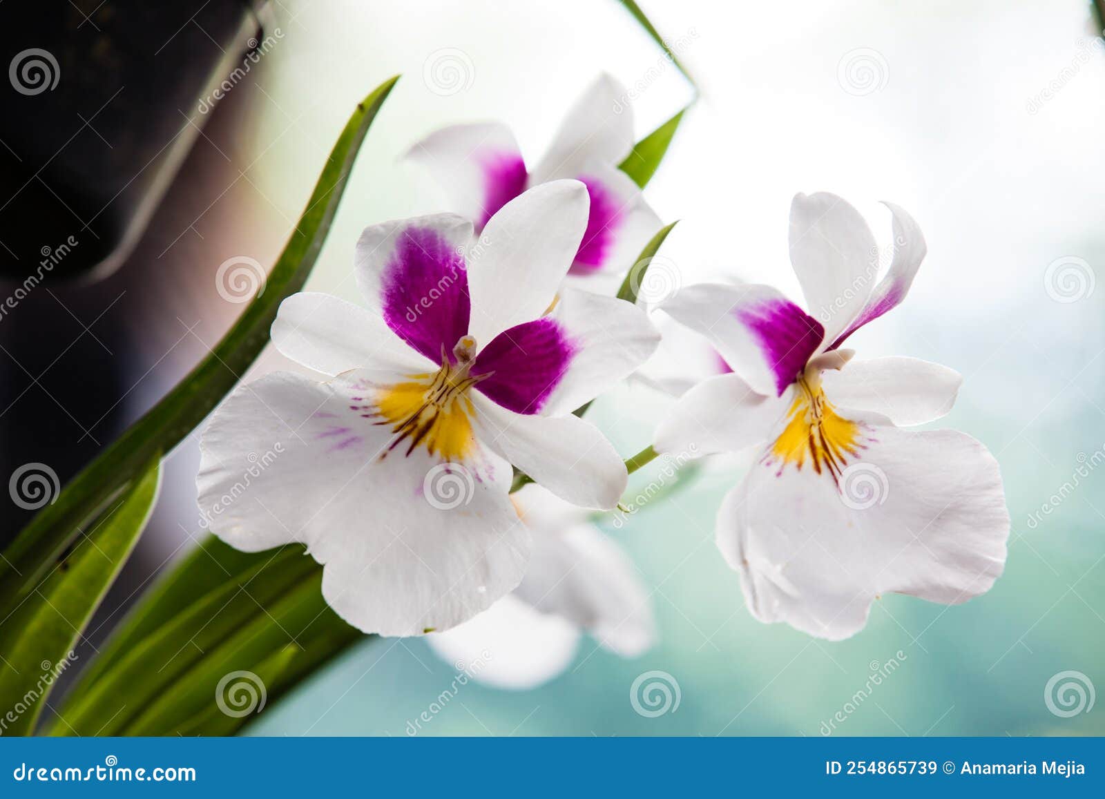 Closeup of One of the Beautiful Colombian Orchids Stock Image - Image ...