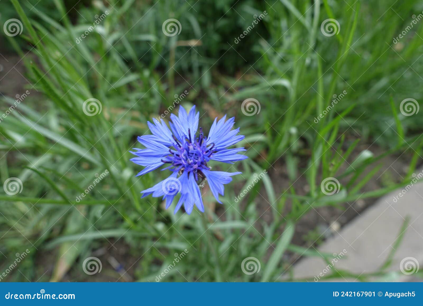 Closeup of One Blue Flower of Centaurea Cyanus in May Stock Image ...