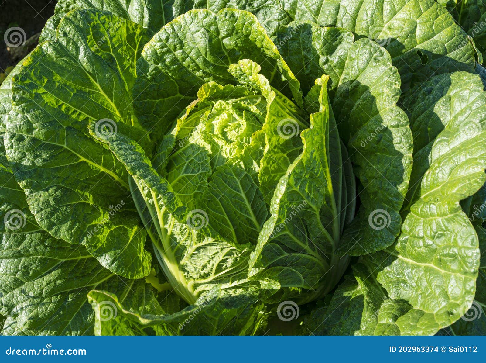Close-up of Chinese Cabbage in a Field Stock Photo - Image of landscape ...