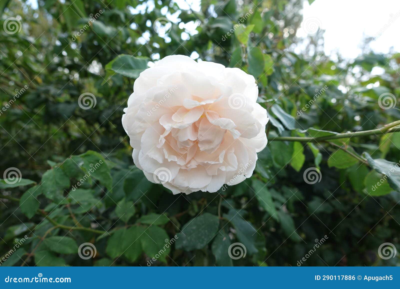 Closeup of One Ivory White Flower of Rose in October Stock Photo ...
