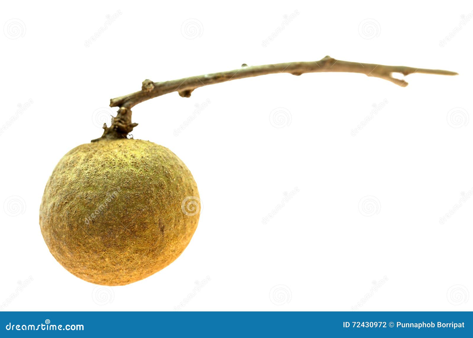 Closeup one longan stock photo. Image of healthy, closeup - 72430972
