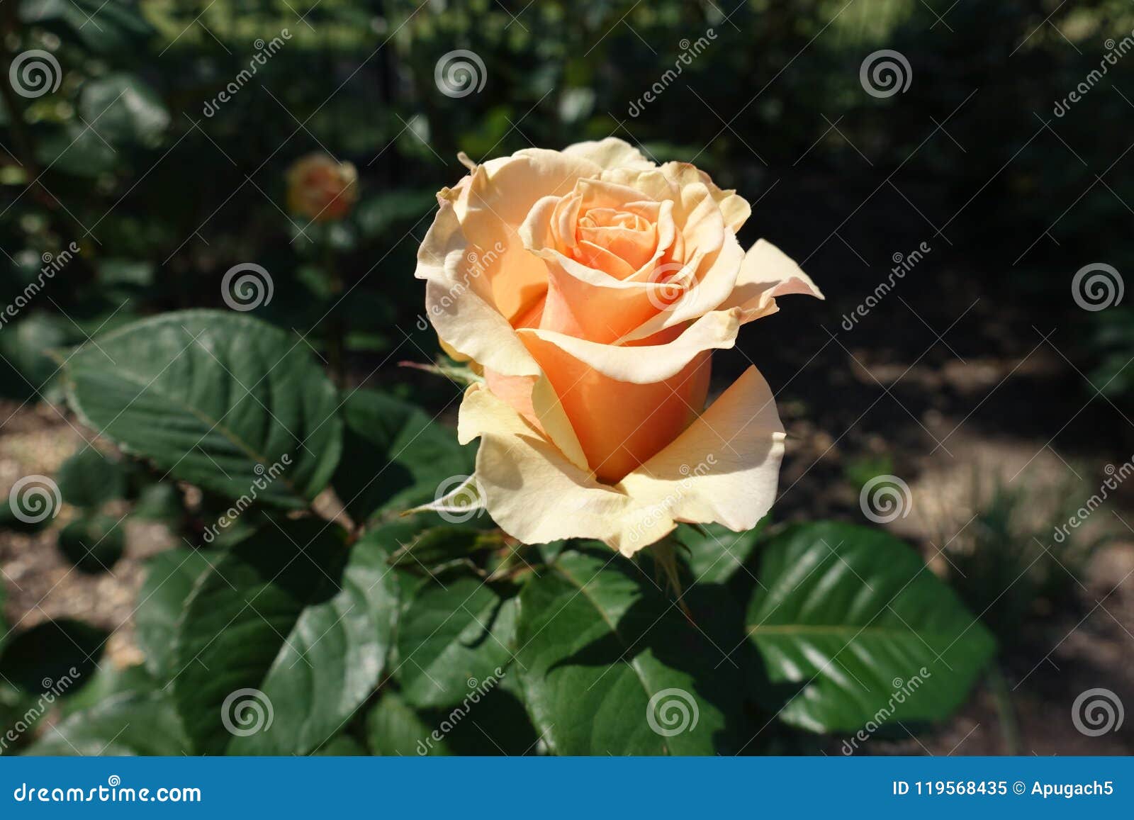 Closeup of One Peach Colored Flower of Rose Stock Image - Image of leaf ...