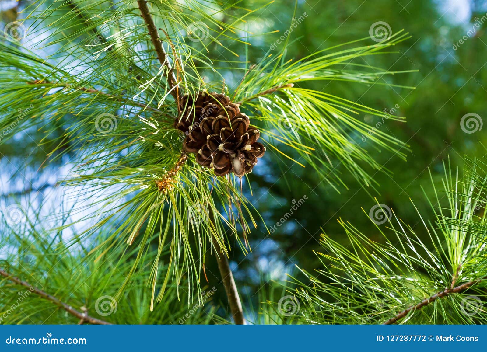 Closeup of One Pinecone Still Hanging Onto the Pine Tree Stock Photo ...
