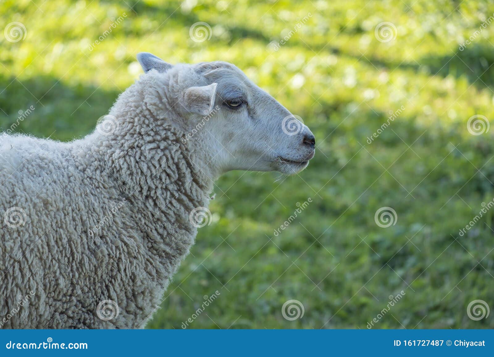 Closeup of One Sheep Grazing #1 Stock Image - Image of green, close ...