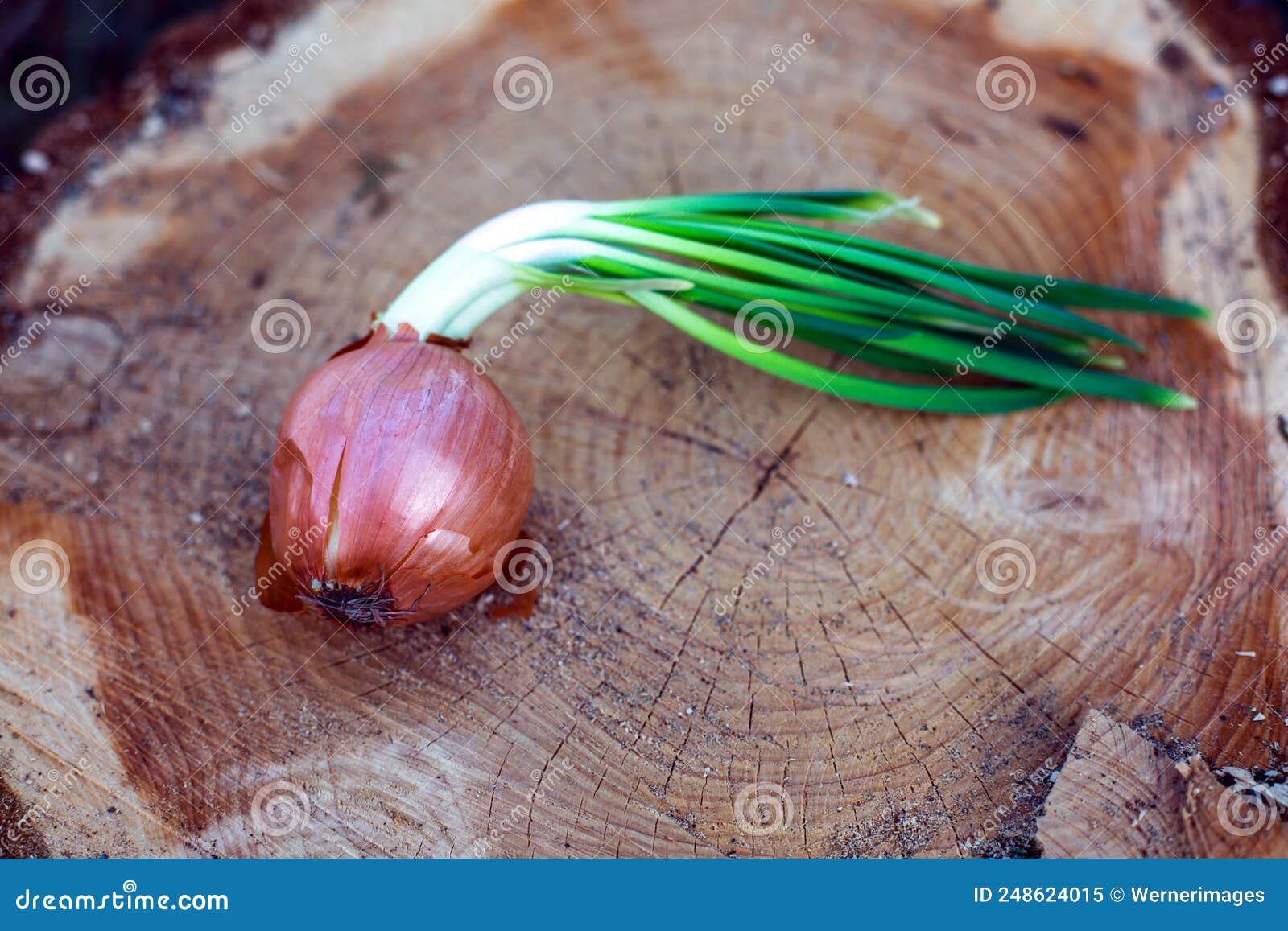 Closeup of Onion on Tree Stump Stock Image - Image of organic, farm ...