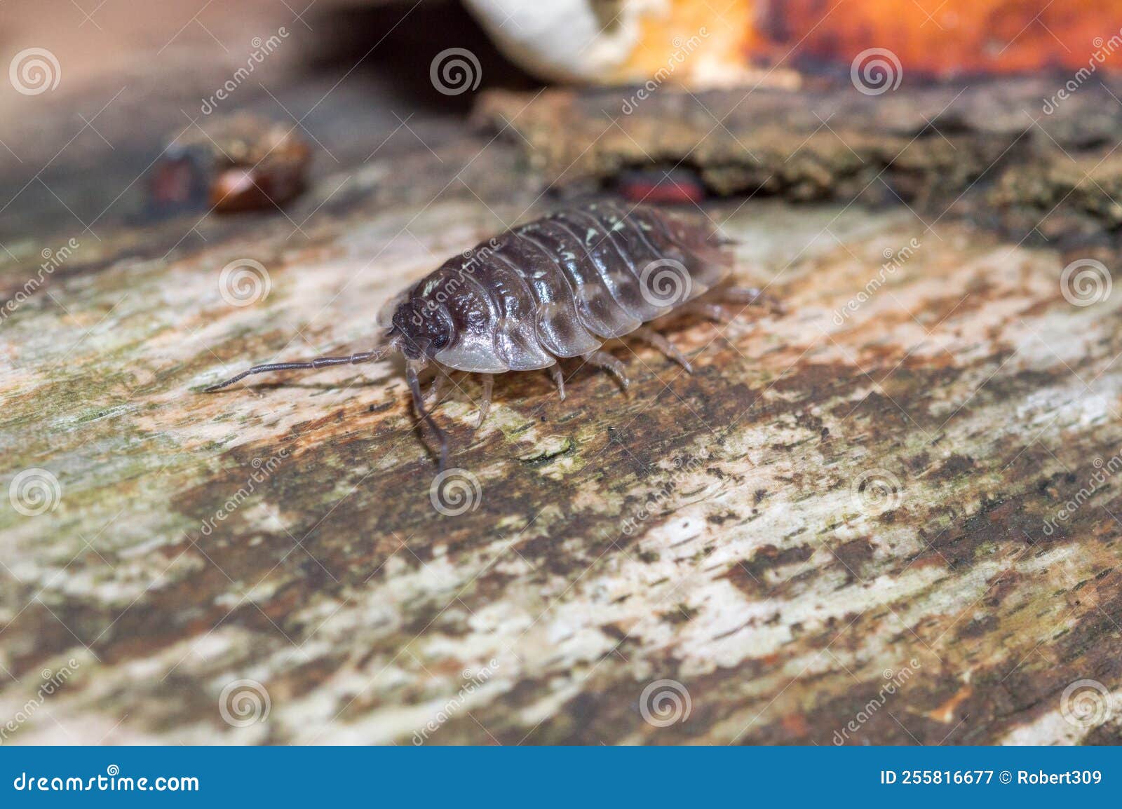 Closeup on Oniscus Asellus, the Common Woodlouse Stock Image - Image of ...