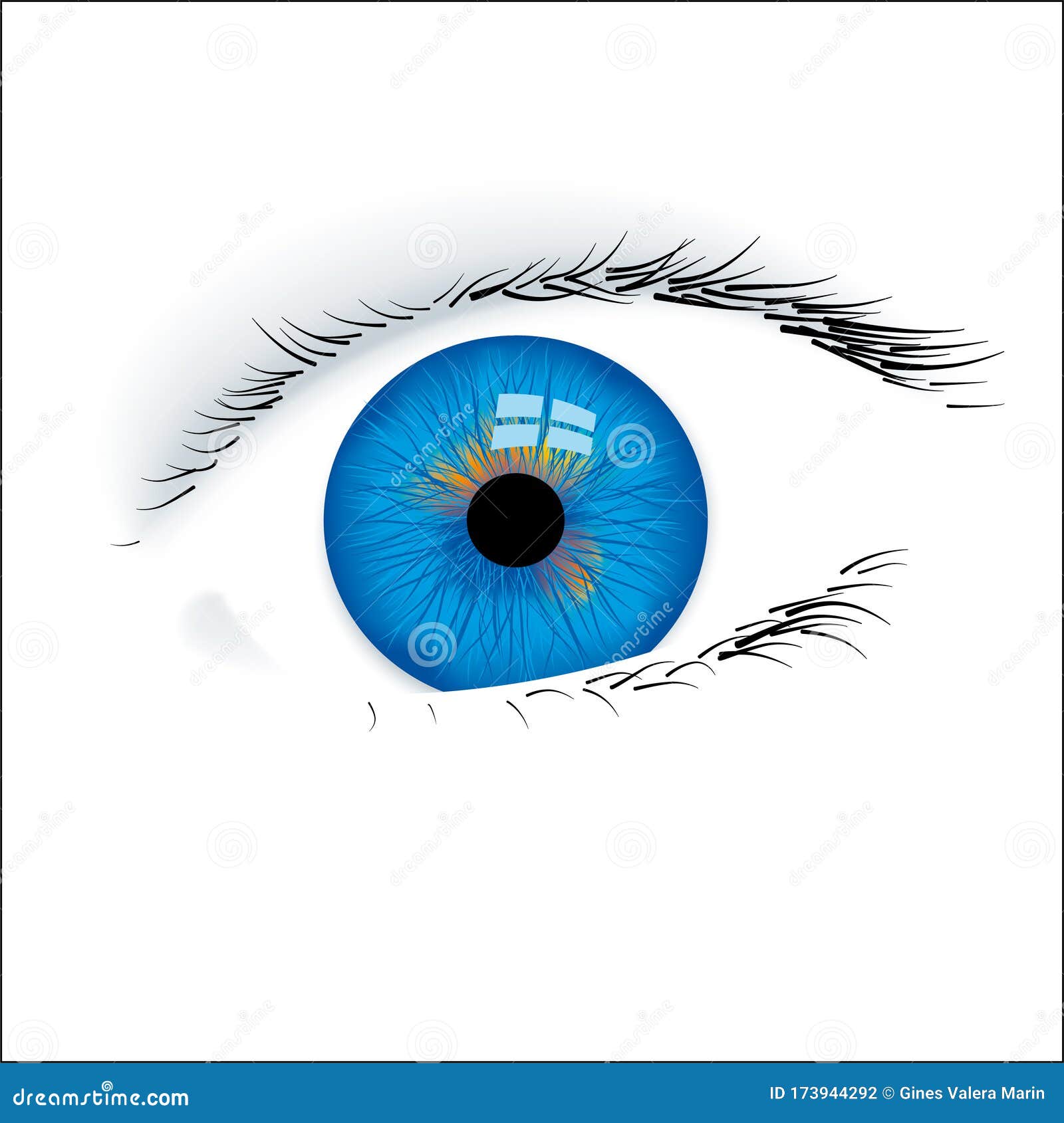 Closeup of an Open Blue Eye Isolated Stock Illustration - Illustration ...