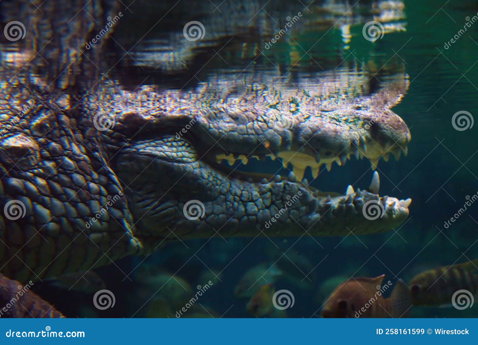 Closeup of an Open Mouth of a Crocodile Underwater Stock Image - Image ...