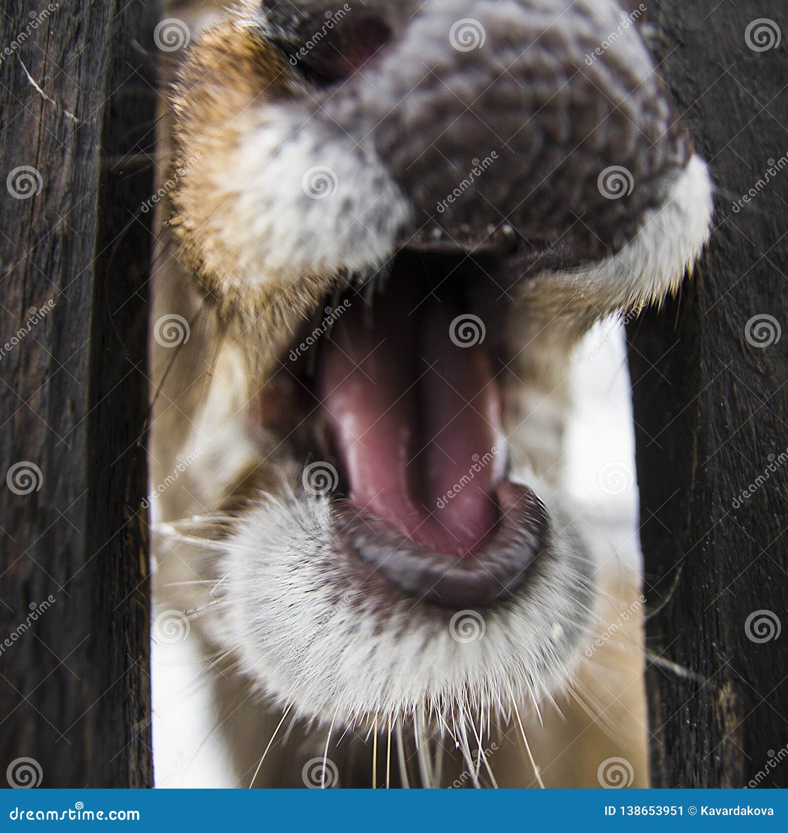 Open Mouth of Deer in the Crack of Fence Stock Image - Image of nature ...