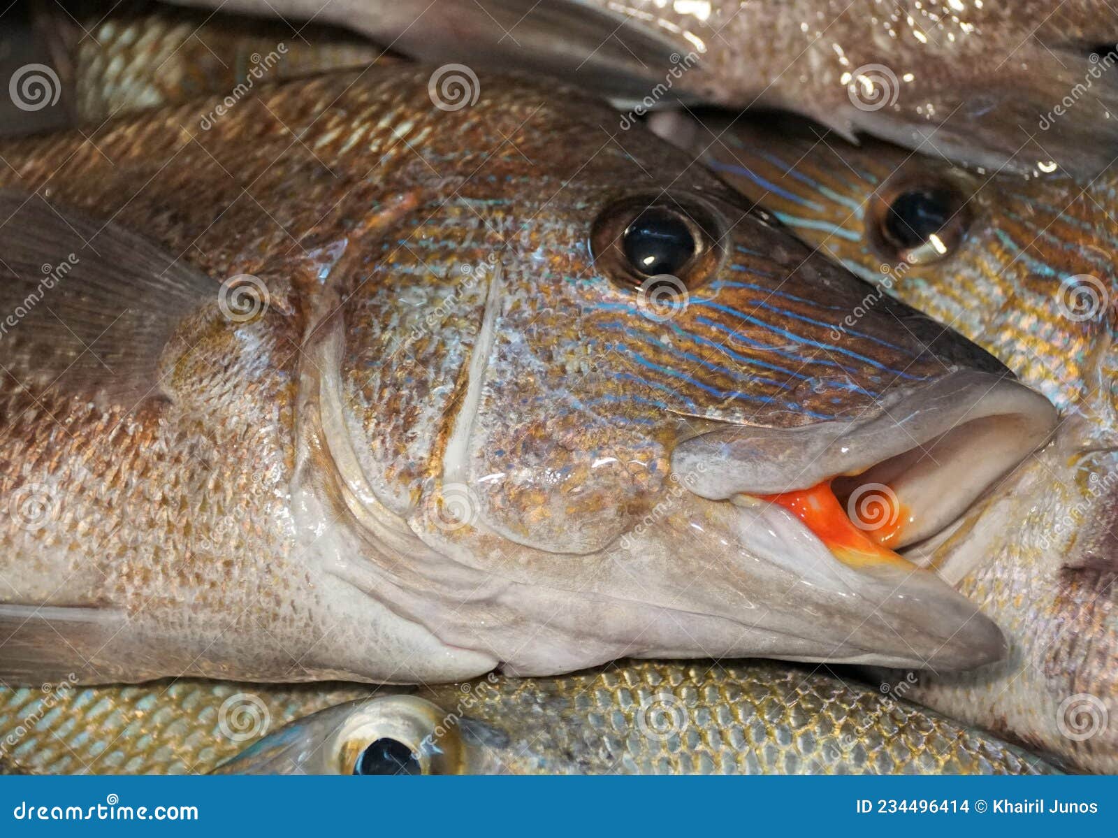Closeup of an Open Mouth of a Grey Snapper Stock Photo - Image of ...