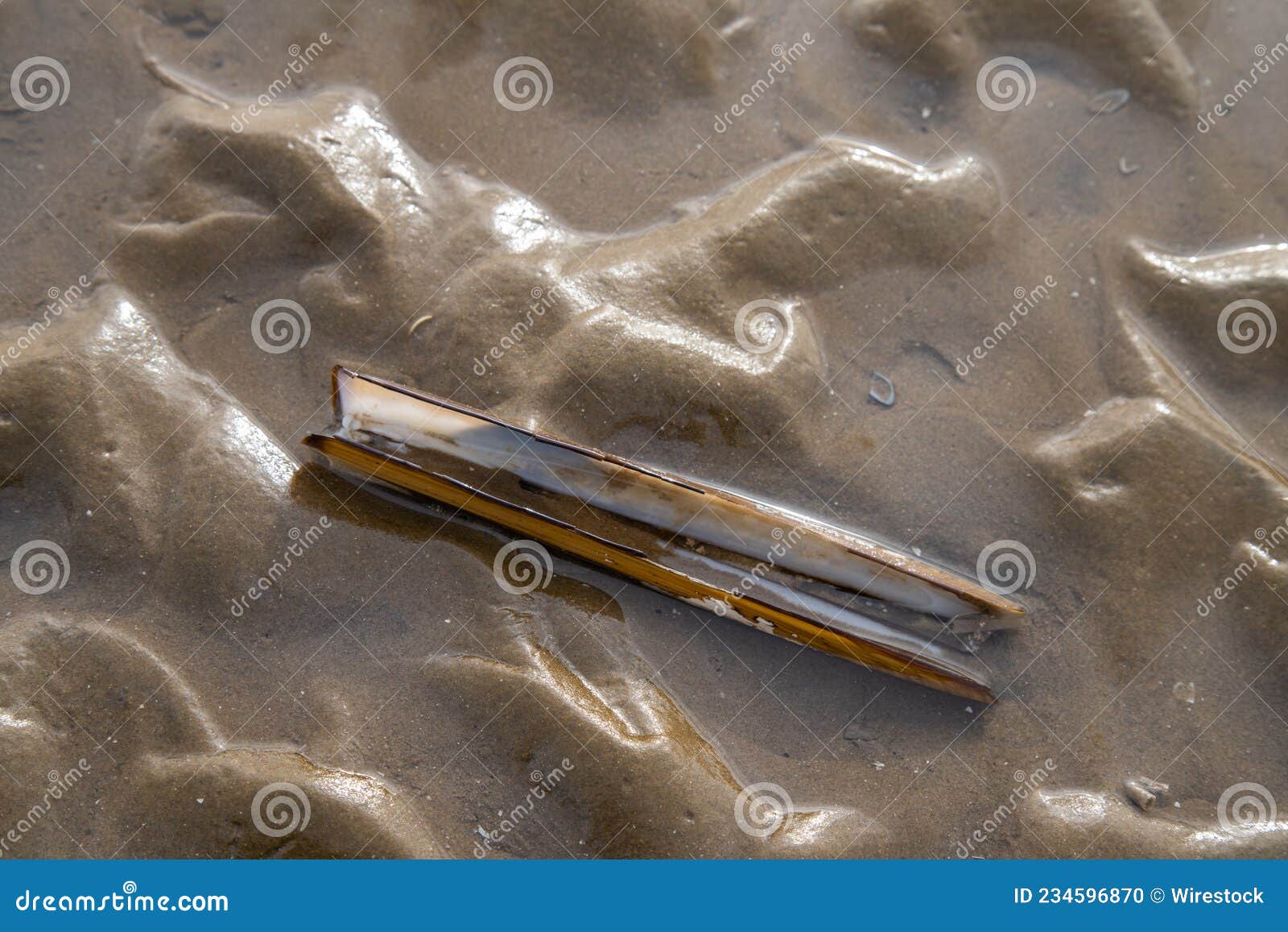 Closeup of an Open Razor Shell on the Beach Stock Photo - Image of ...