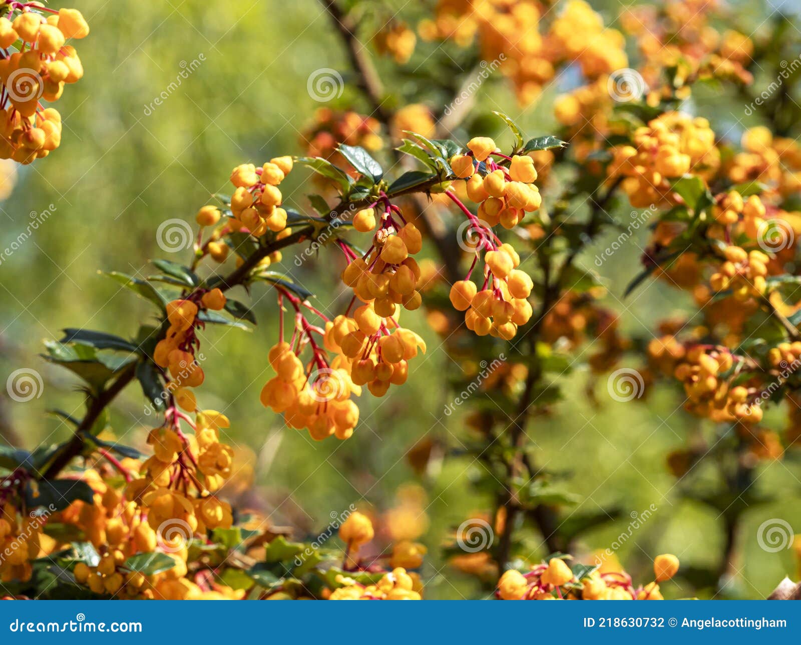 Closeup of Orange Blossom on a Berberis Shrub Stock Photo - Image of ...