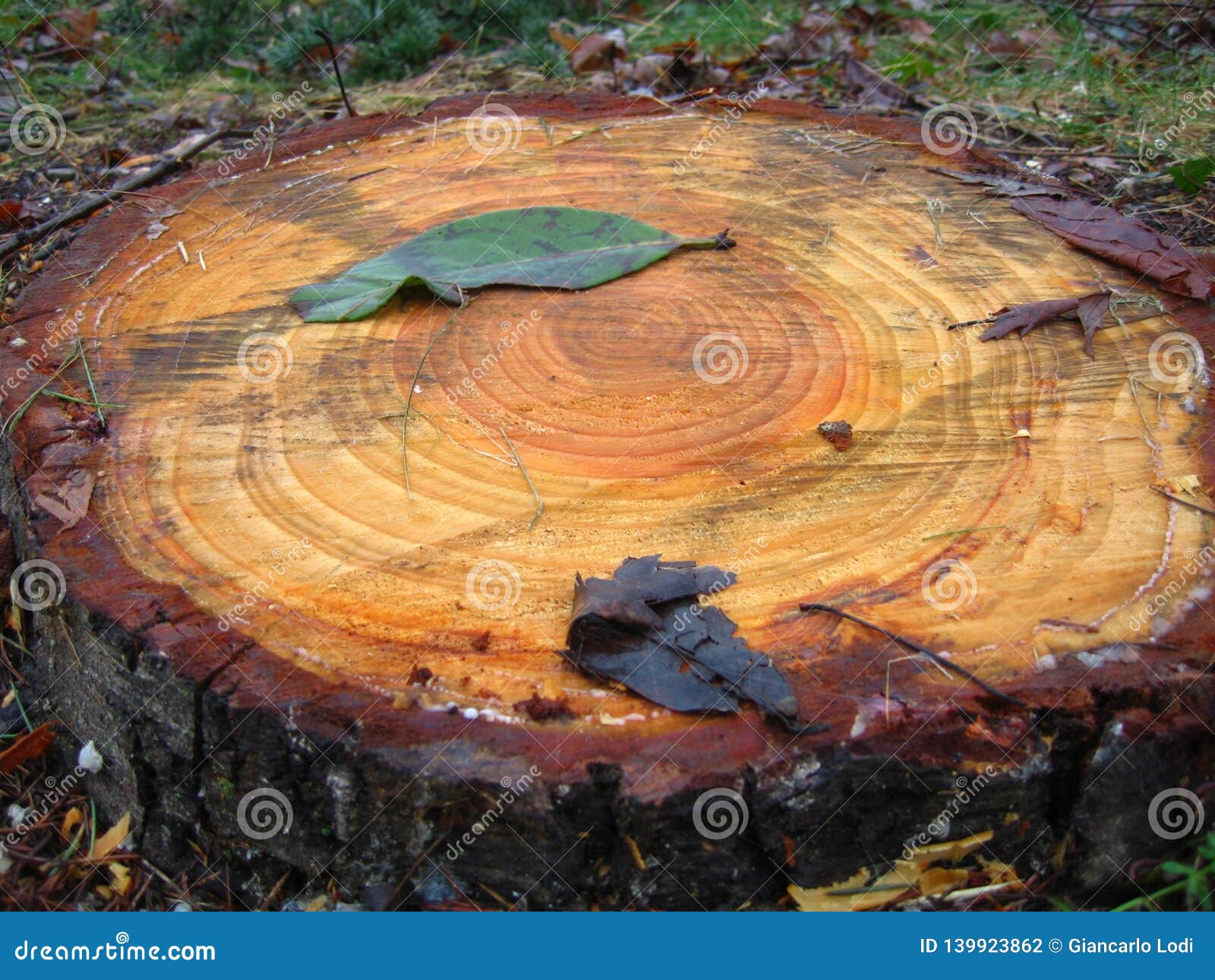 Orange Colored Cut Tree Trunk Stock Photo - Image of tree, stem: 139923862