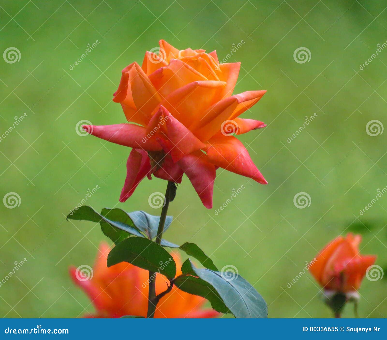 Closeup of Orange Colored Rose Stock Image - Image of floral, freshness ...