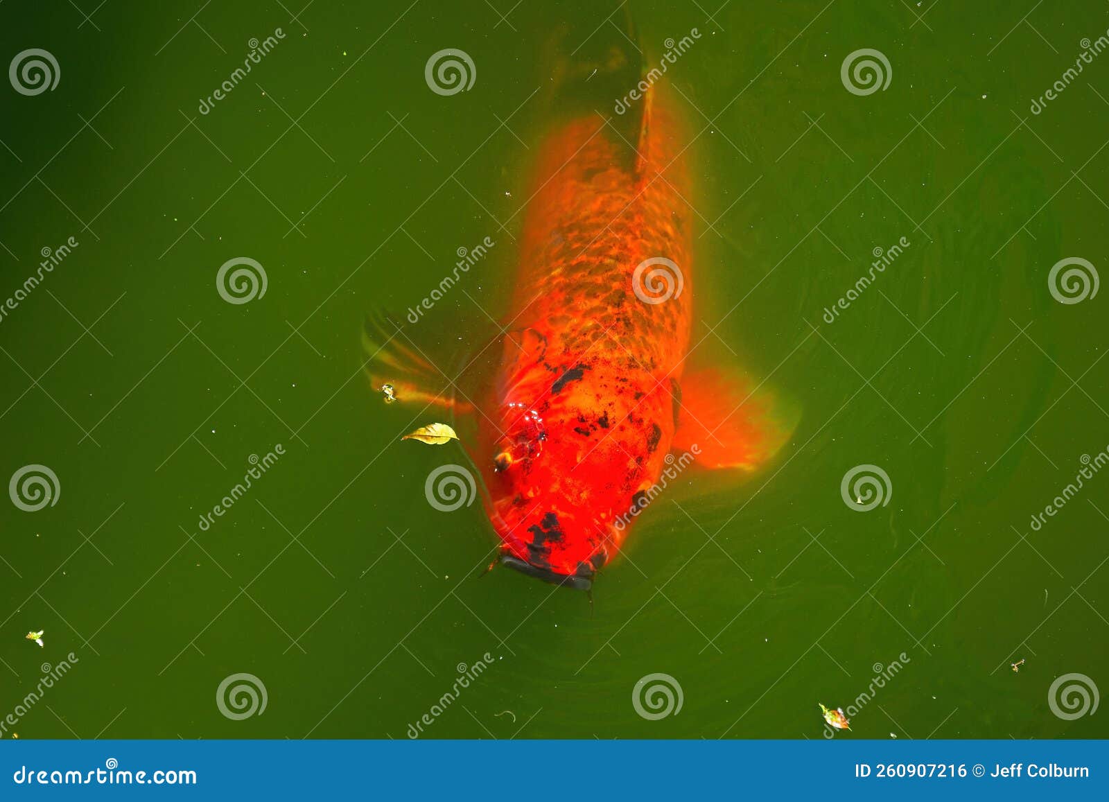 Orange Koi fish in a pond stock photo. Image of closeup - 260907216