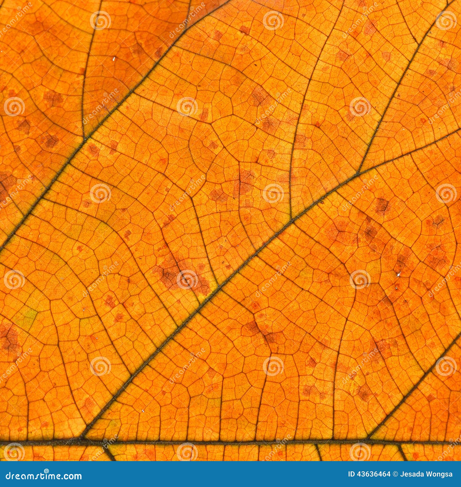 Closeup of Orange Leaf Texture of a Plant Stock Photo - Image of autumn ...