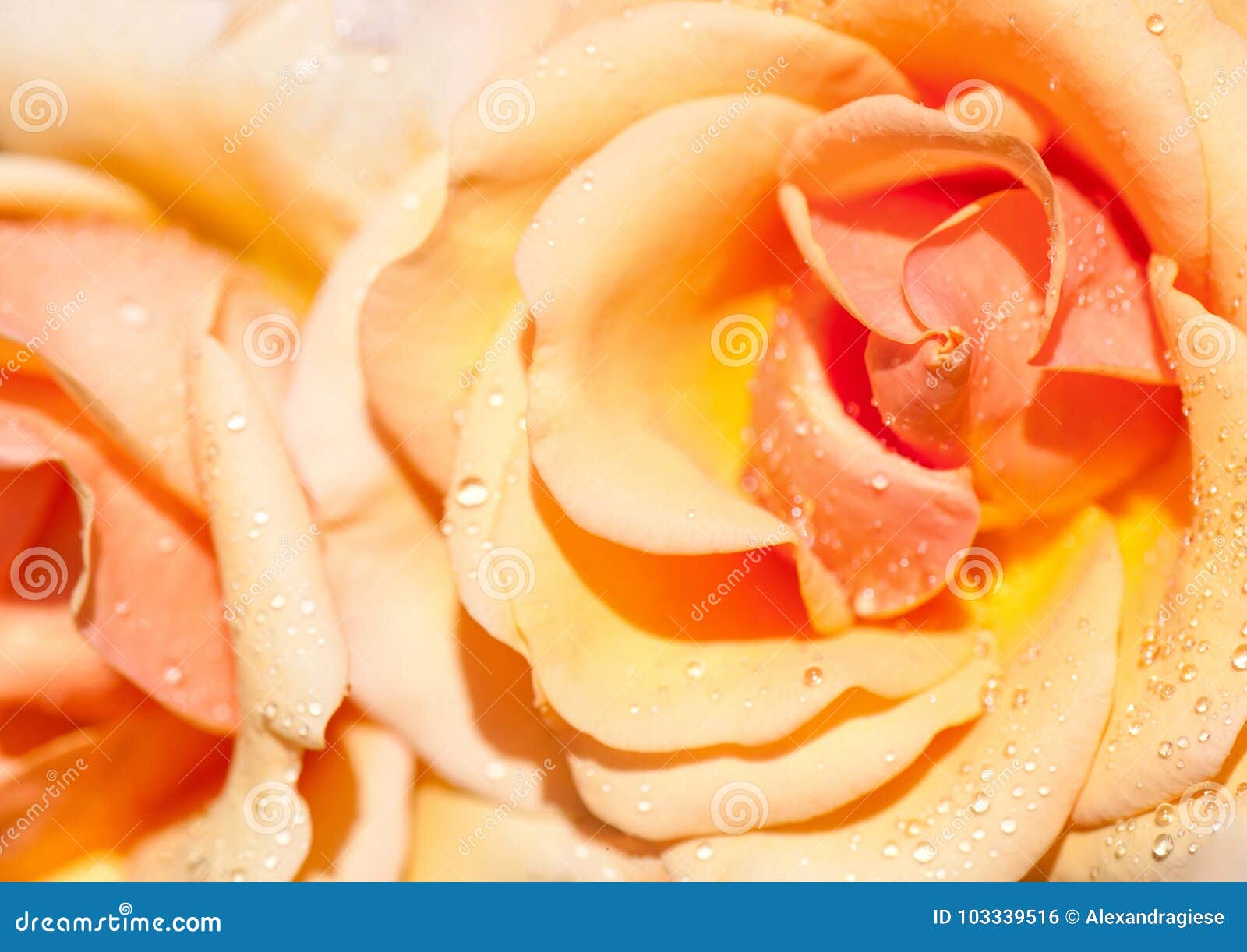 Closeup of an Orange Rose with Dewdrops Stock Photo - Image of ...
