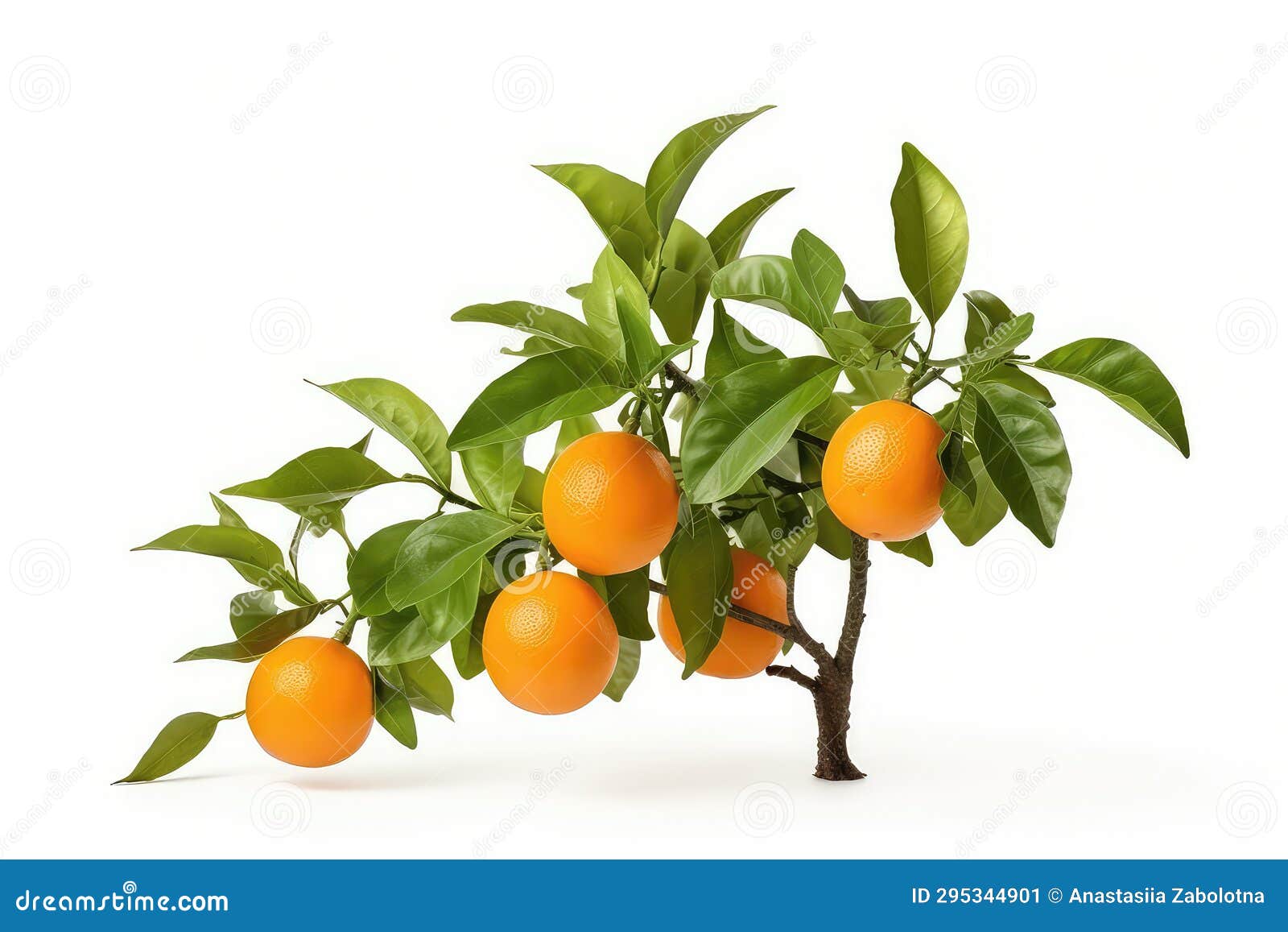 Closeup of an Orange Tree Set Against White Background Stock ...