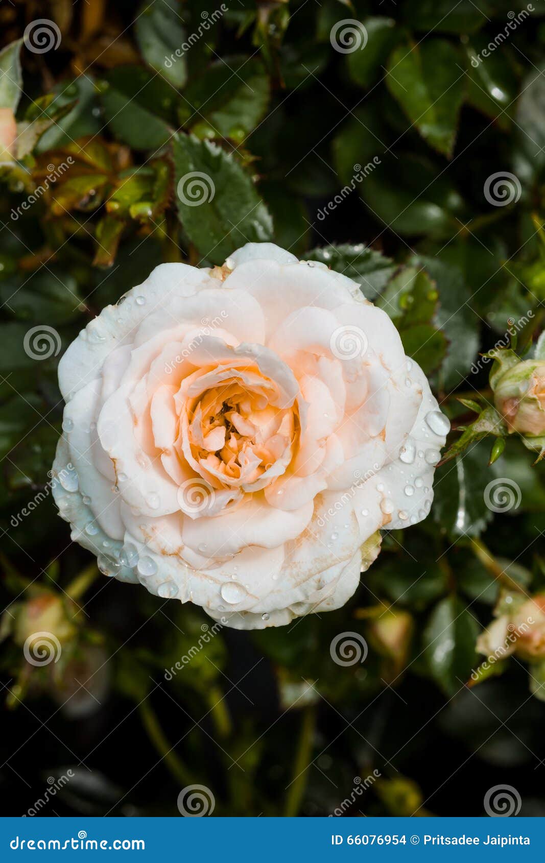 Closeup Orange and White Rose Flower Stock Photo - Image of fresh, leaf ...