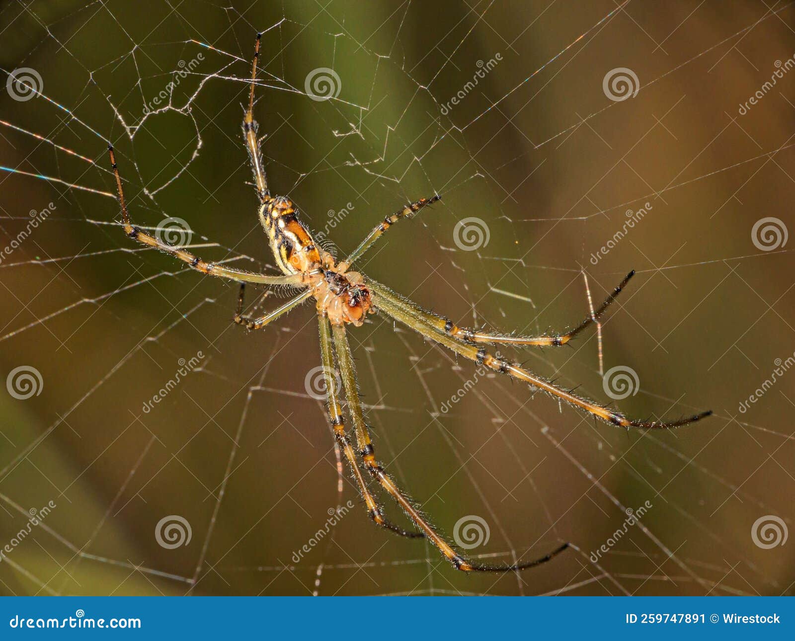 Closeup of an Orb Weaver on the Cobweb. Australia Stock Image - Image ...