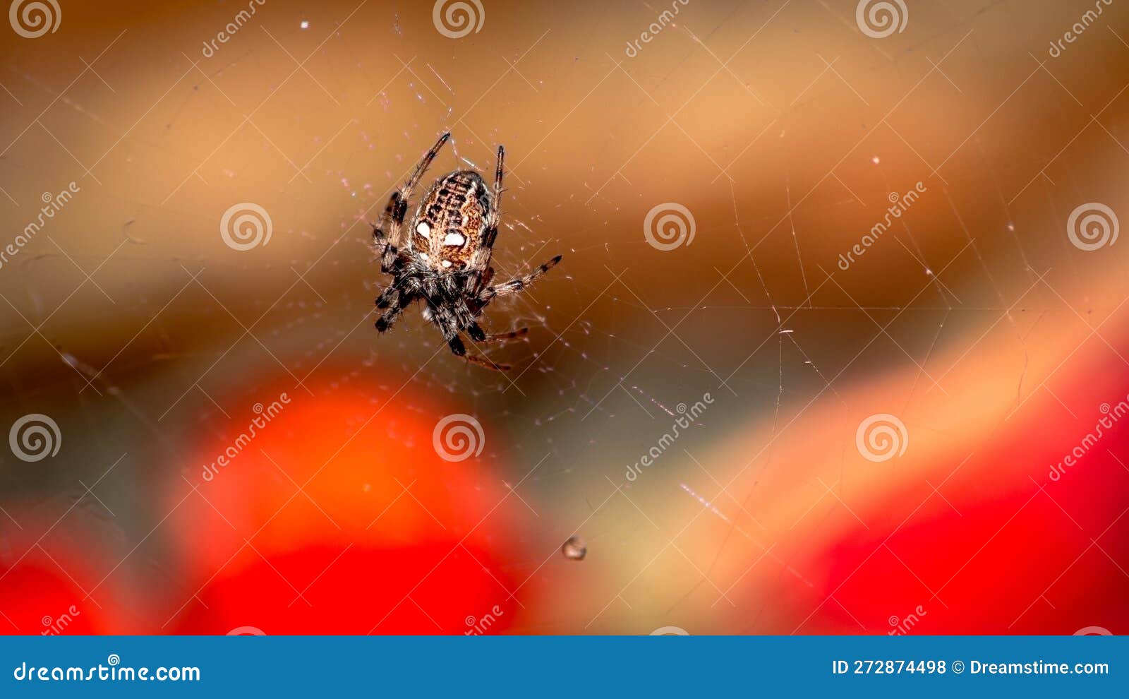 Closeup of an Orb Weaver Spider on the Cobweb. Stock Illustration ...