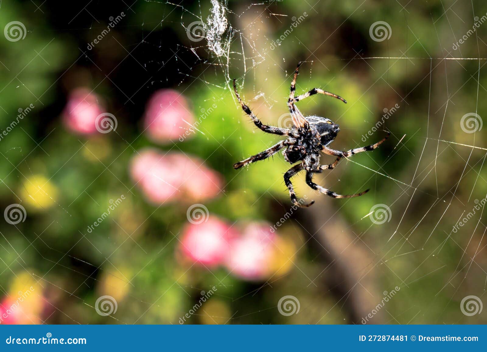 Closeup of an Orb Weaver Spider on the Cobweb. Stock Image - Image of ...