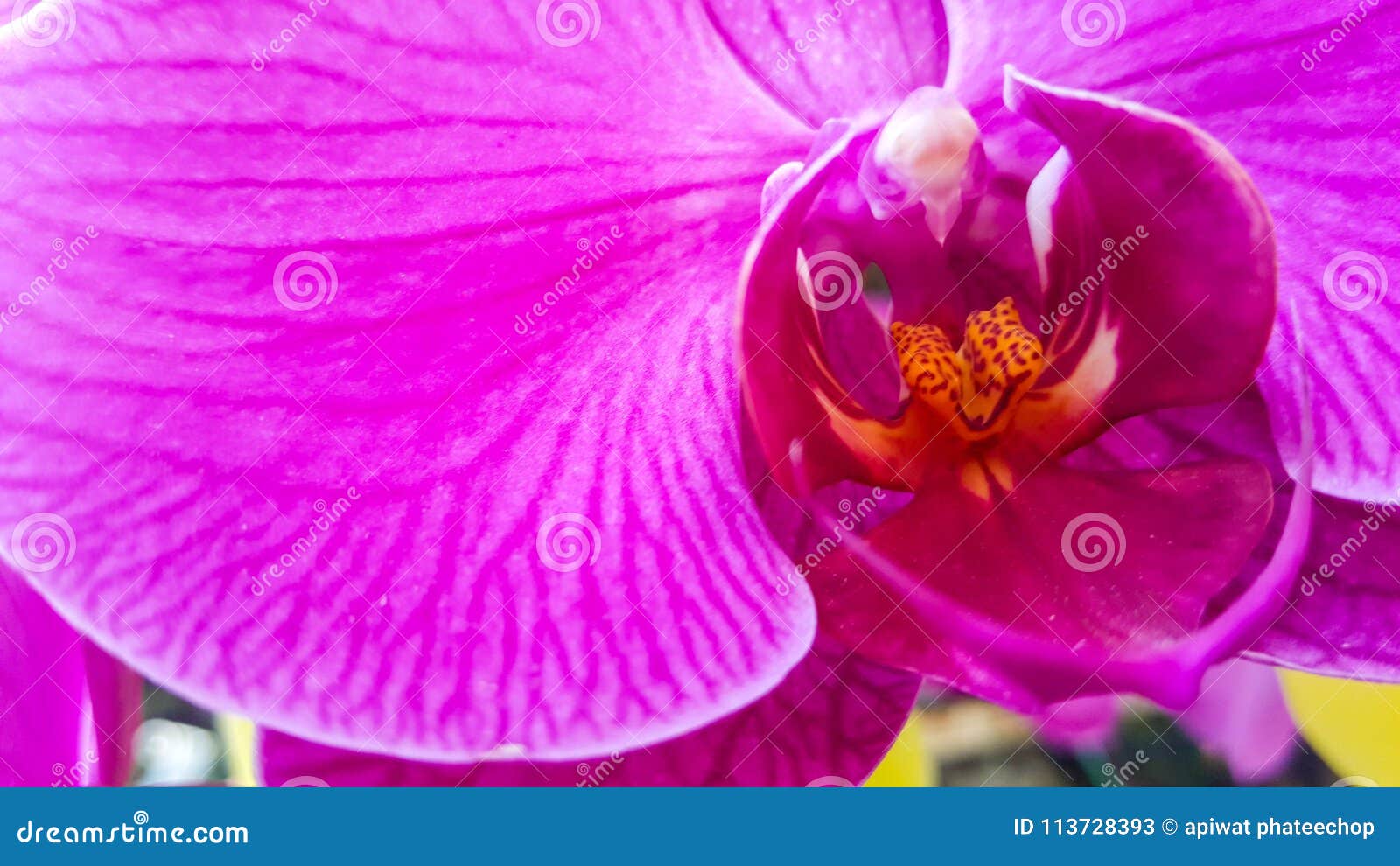 Closeup orchid stock image. Image of texture, screensaverfordesktop ...