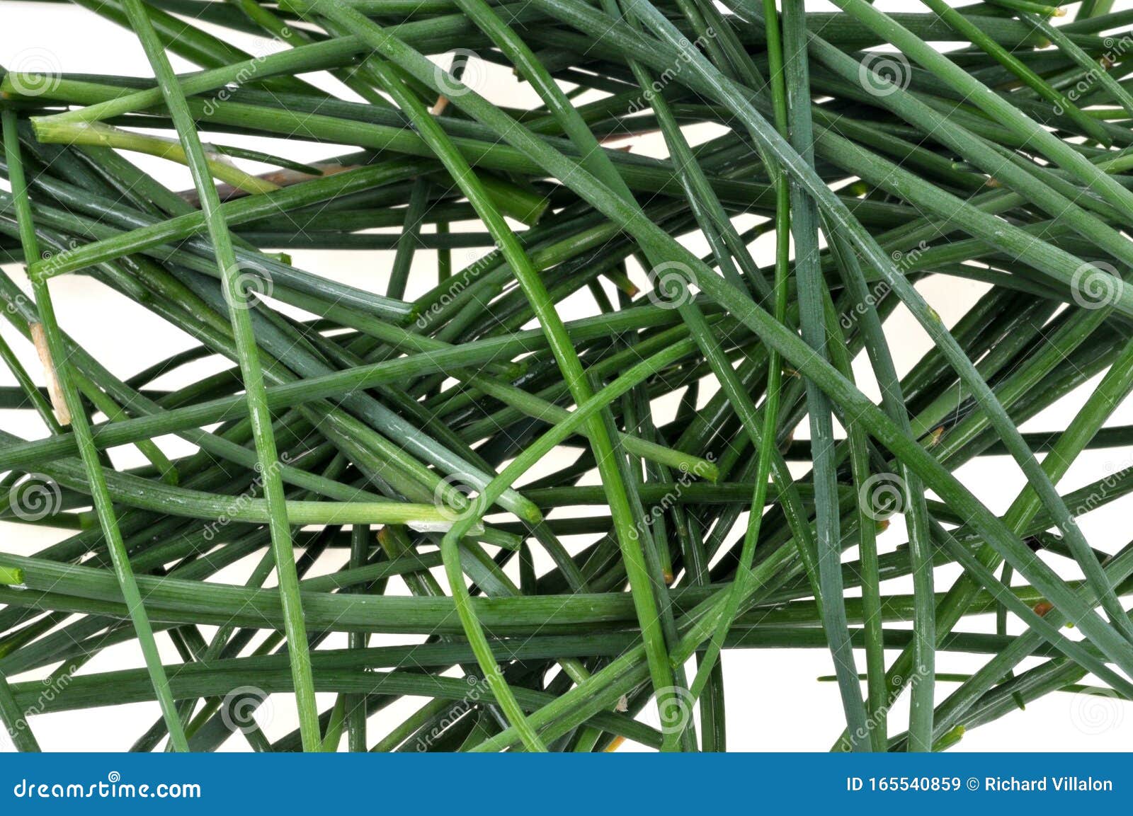 Fresh chives in close-up stock image. Image of plant - 165540859