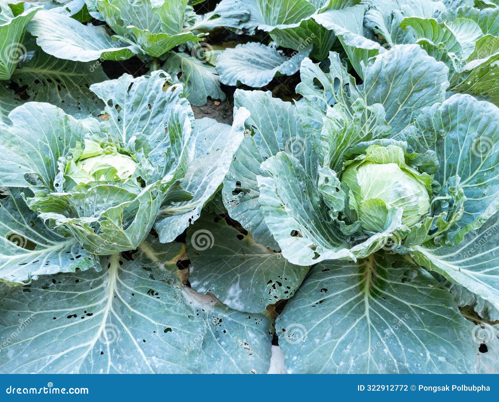 Closeup of the Organic Cabbage Stock Photo - Image of healthy, garden ...