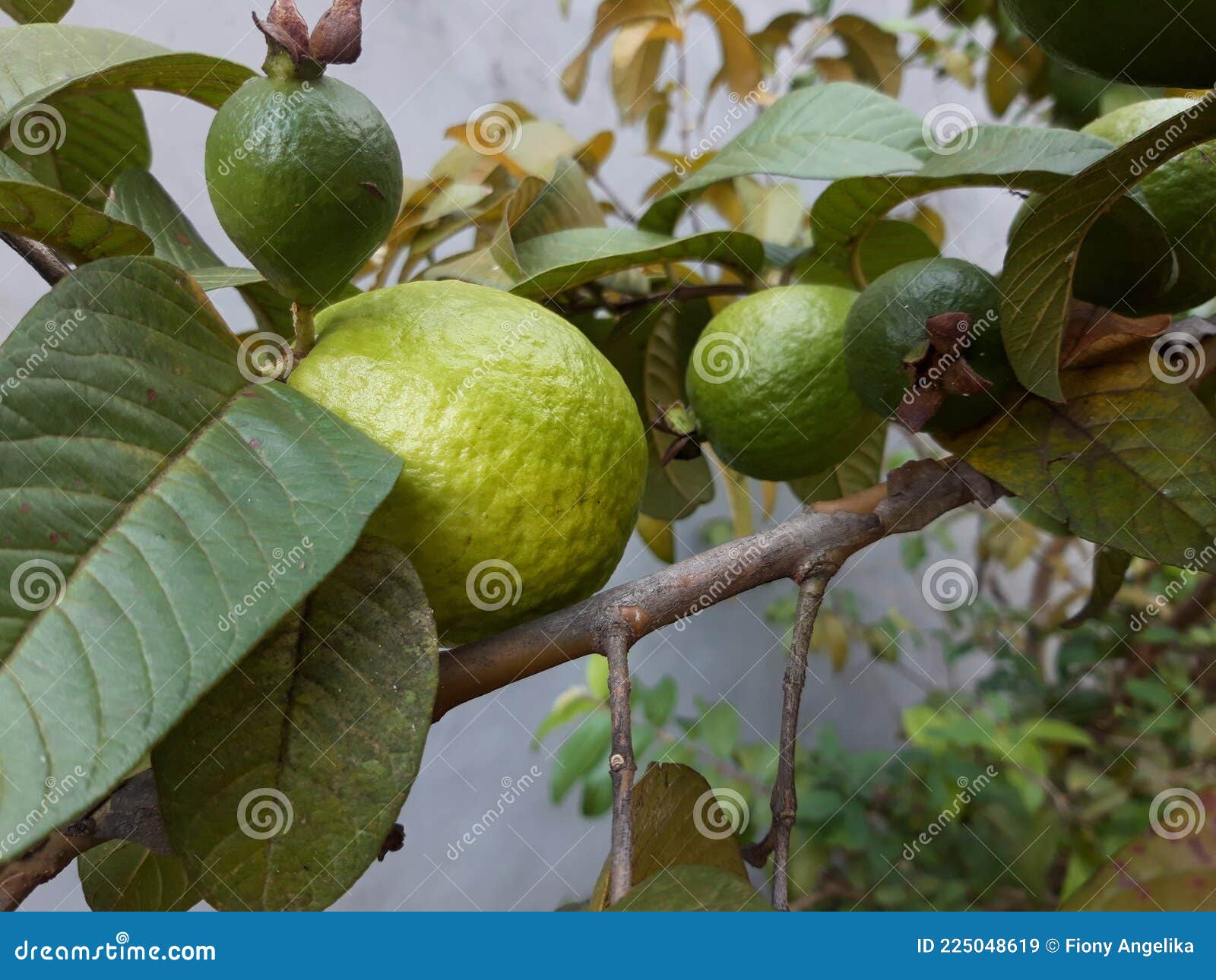 Closeup Organic Ripe Red Guava in Tree Branch Stock Image - Image of ...
