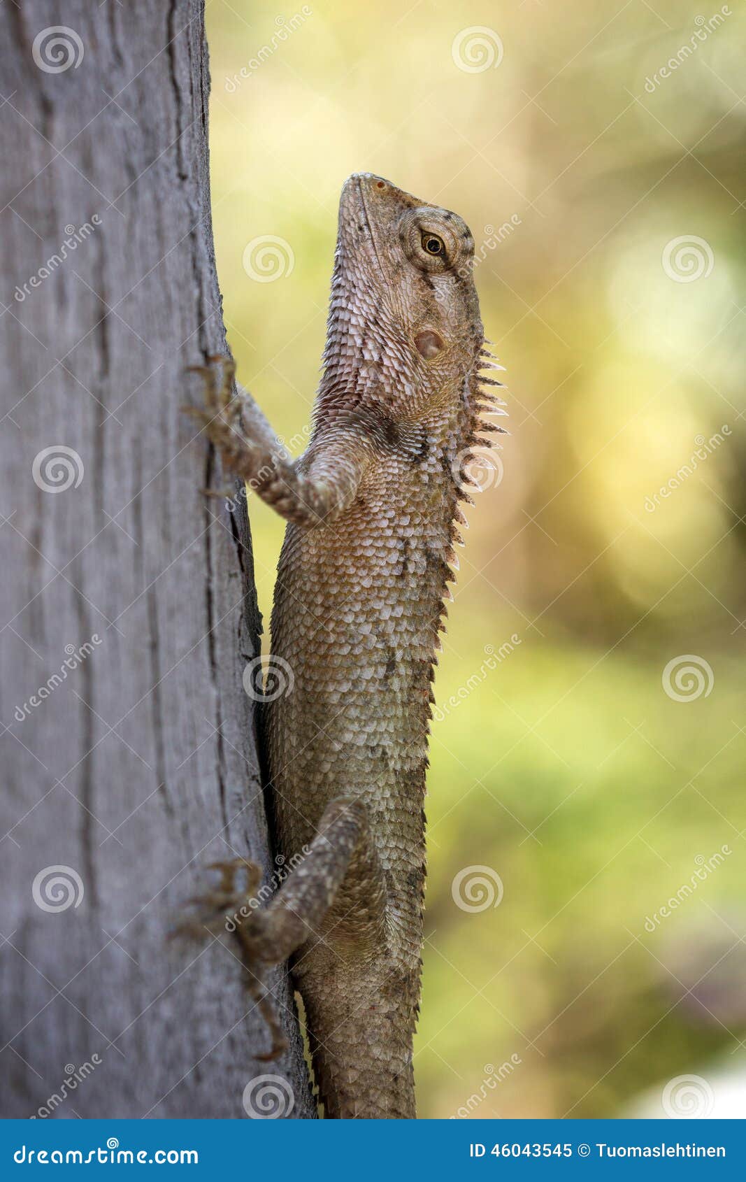 Closeup of an Oriental Garden Lizard (Calotes Versicolor) at a Tree ...
