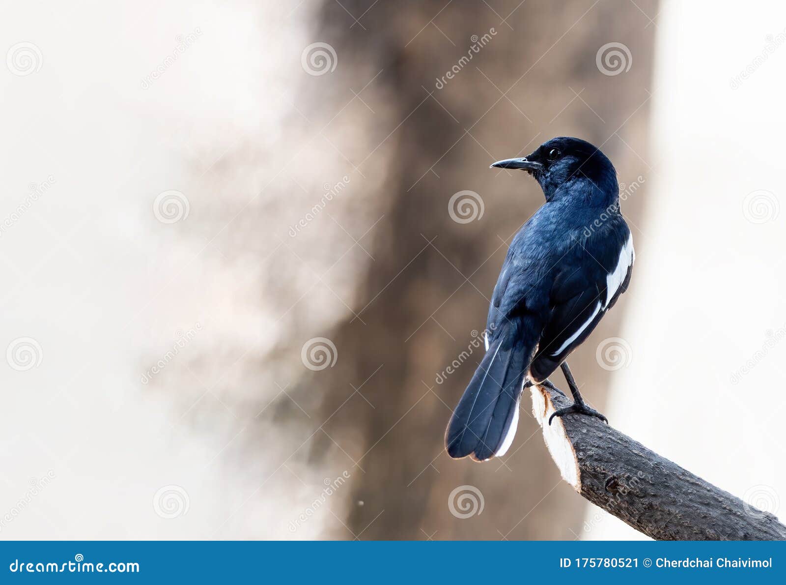 Close Up Oriental Magpie Robin Perched on Branch Isolated on Background ...