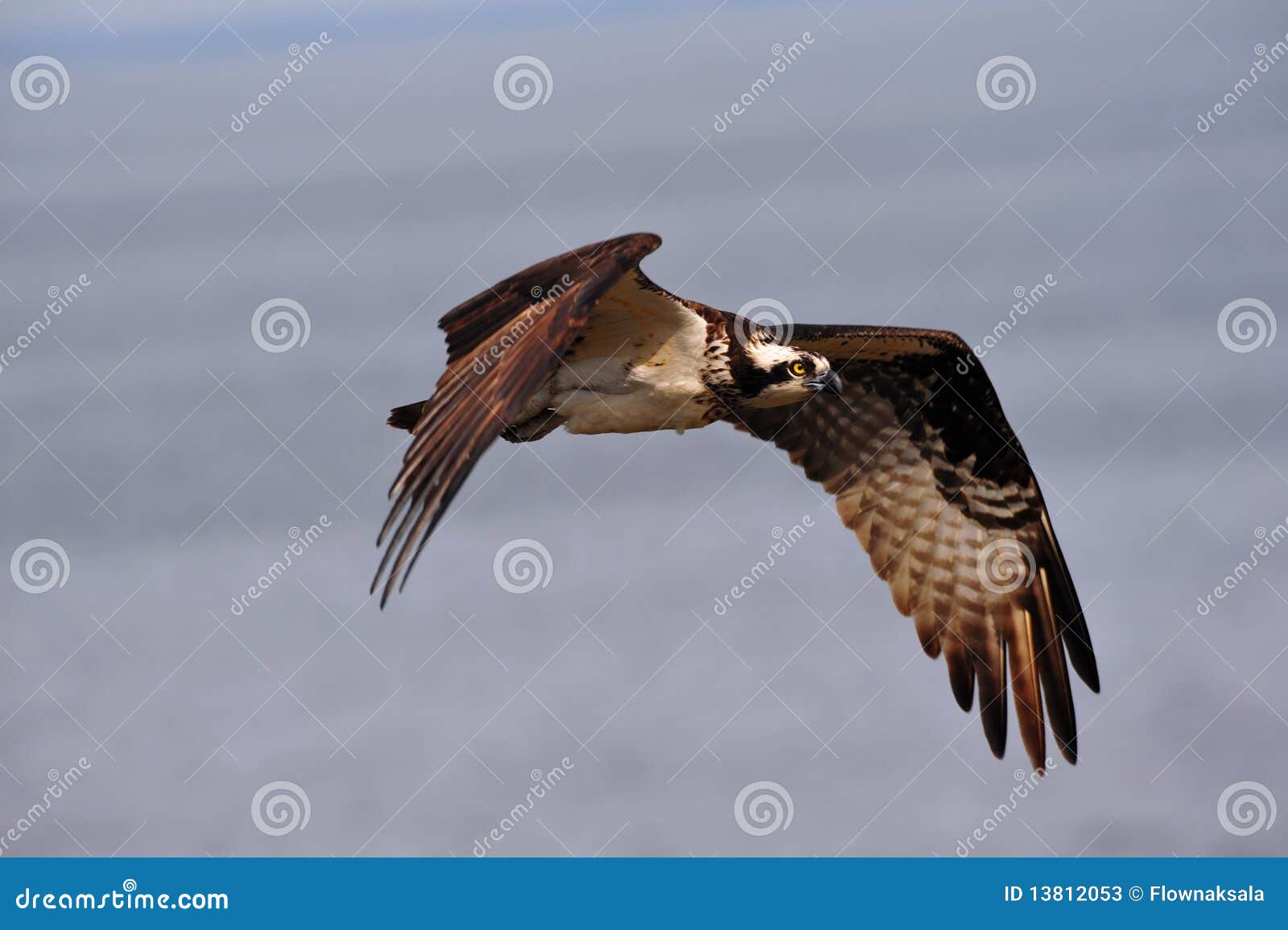 Closeup of Osprey flying stock image. Image of hawk, blue - 13812053