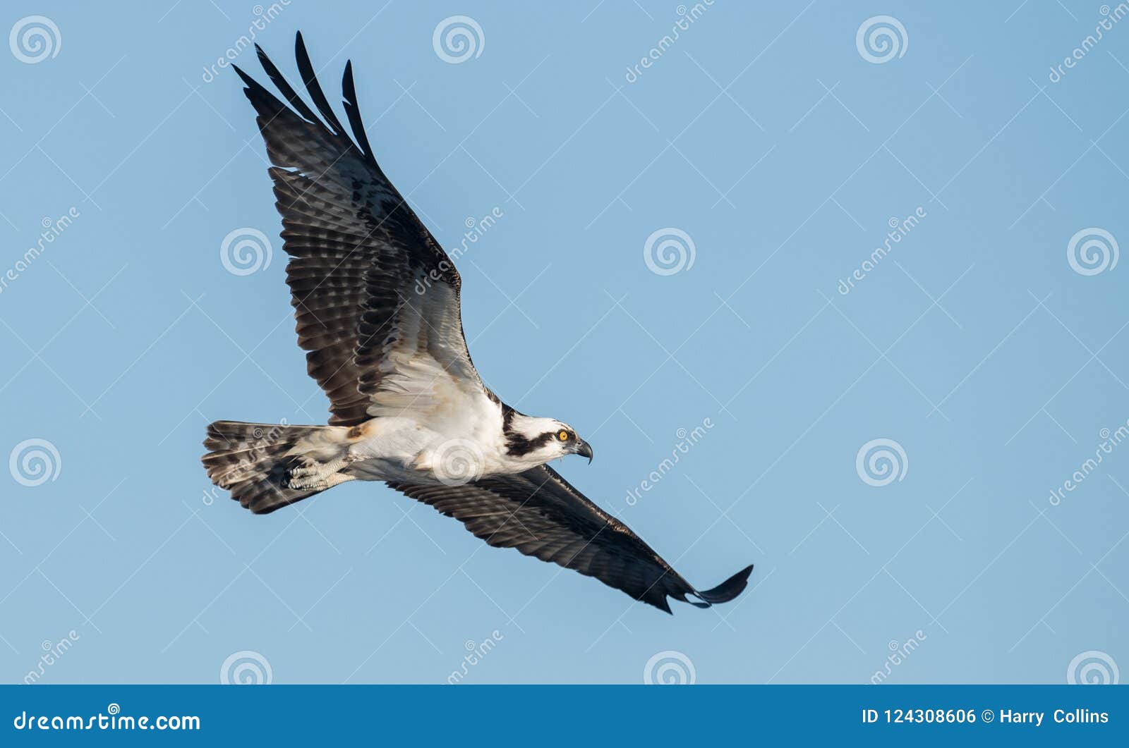 Osprey Flying in the Blue Sky Stock Photo - Image of hunting, green ...