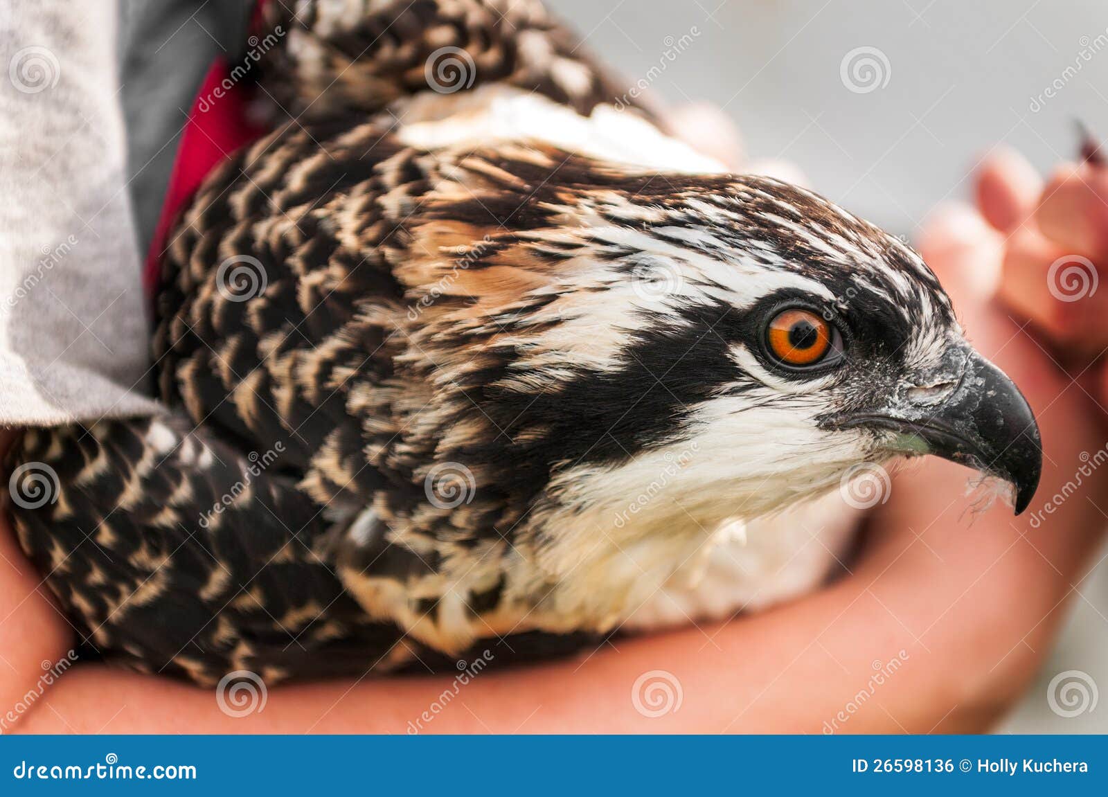 Closeup of Osprey Held in Naturalist S Arms Stock Photo - Image of ...