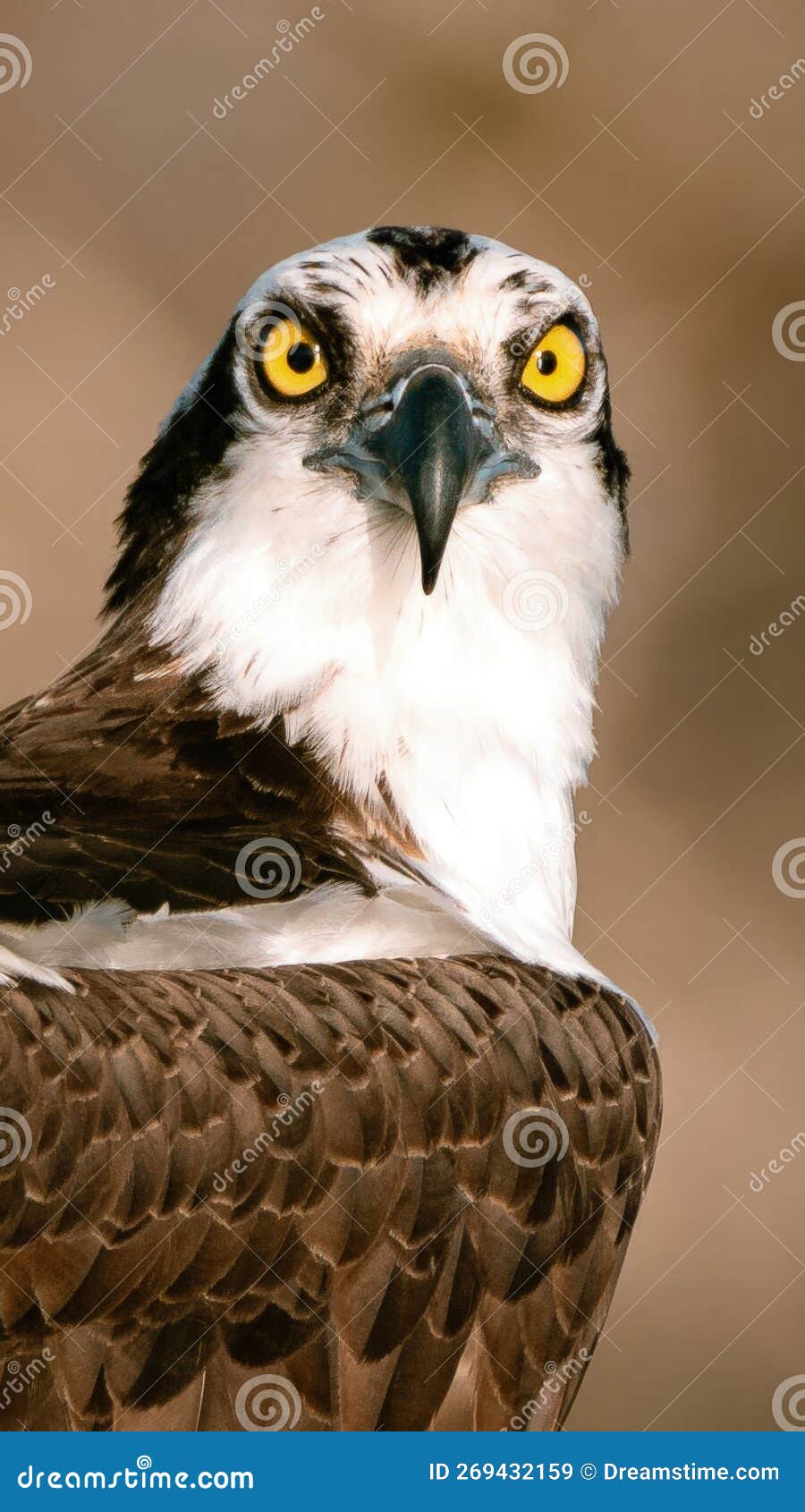 Closeup of an Osprey Looking into the Camera Stock Image - Image of ...