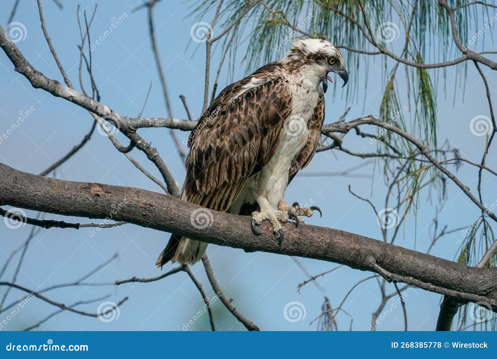 Closeup of an Osprey Perched on a Branch of a Tree Stock Photo - Image ...
