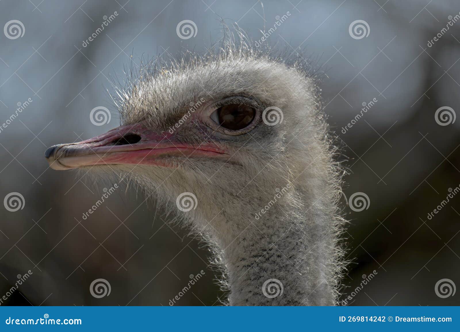Closeup of an Ostrich Head Side View Stock Photo - Image of birds, farm ...