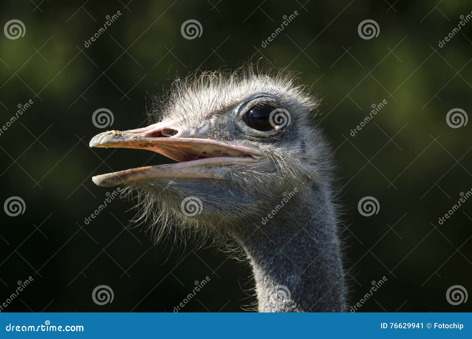Closeup of Ostrich Head (Struthio Camelus) Stock Image - Image of ...