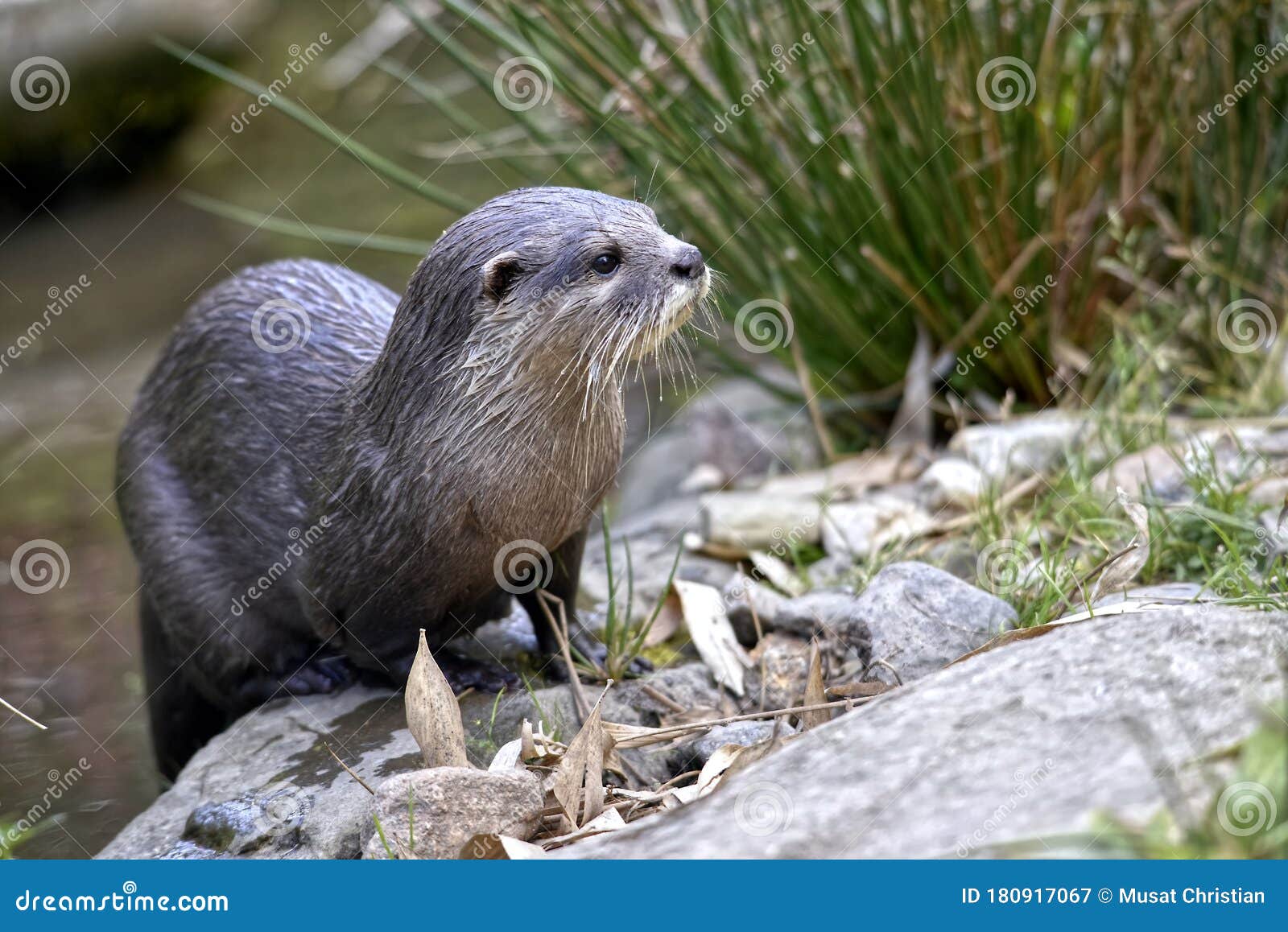 Closeup otter on rock stock image. Image of front, nose - 180917067