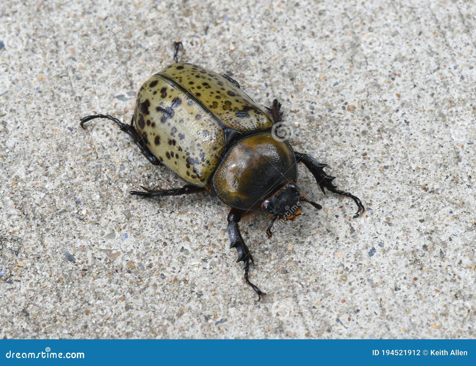 A Closeup Overview of a Female Eastern Hercules Beetle or Dynastes ...