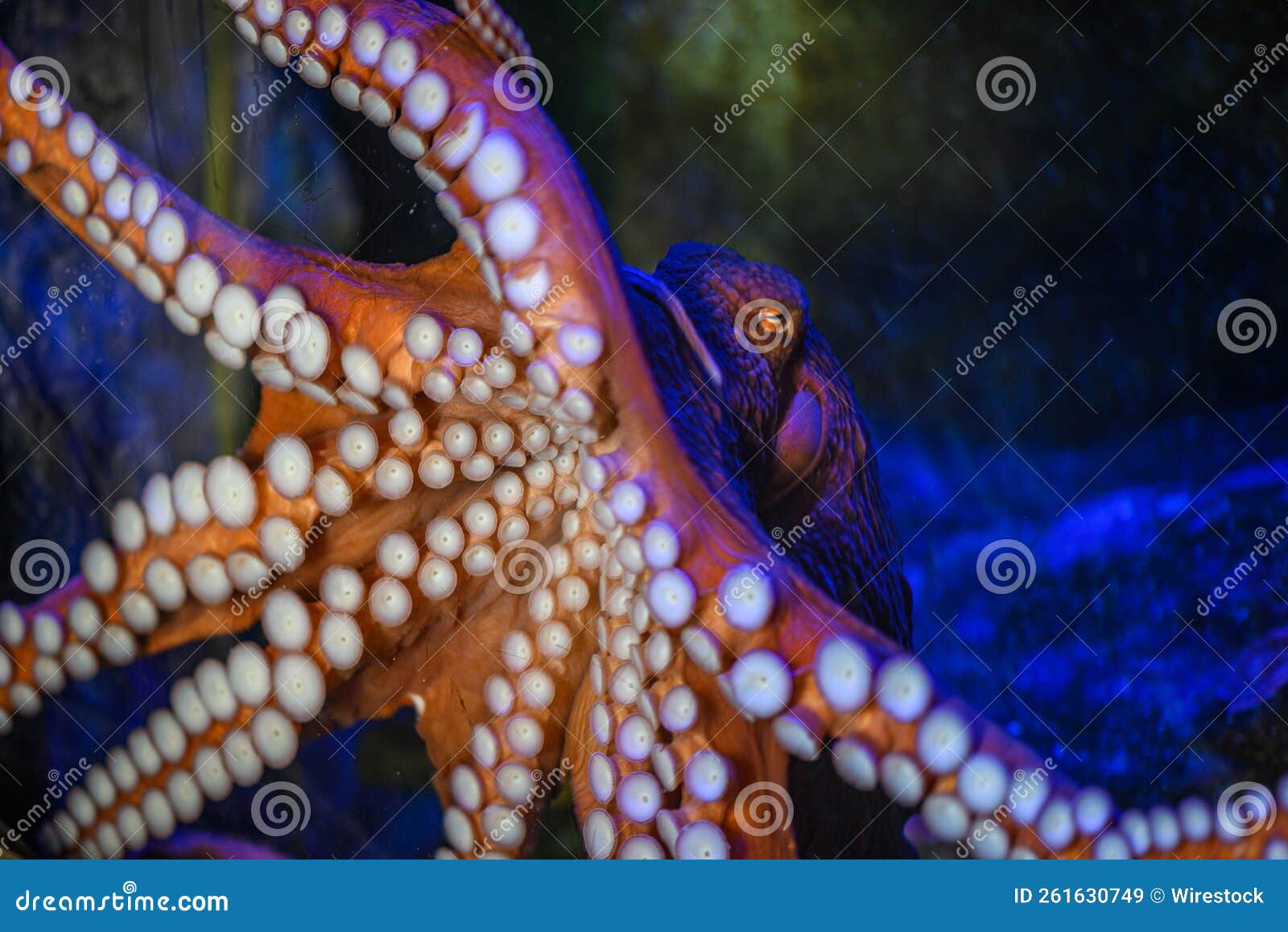 Closeup of a Pacific Octopus Tentacles and Suckers Captured in the Deep ...