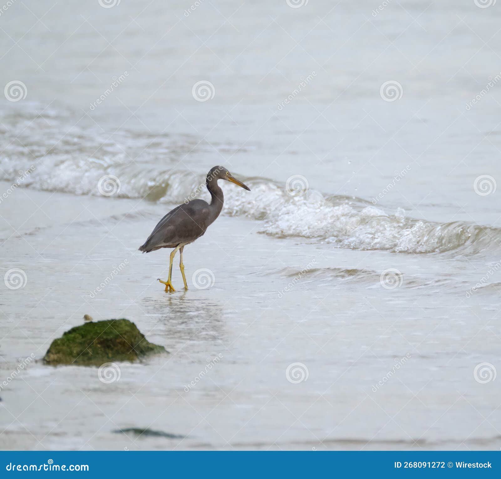 Closeup of a Pacific Reef Heron Standing on a Beach Against Sea Waves ...